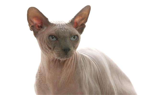 Caractéristiques de la race | LOOF